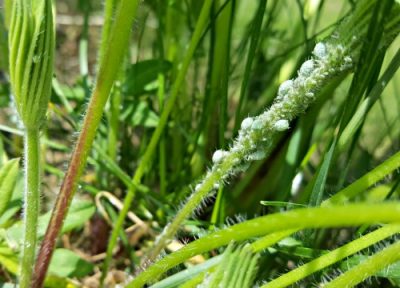 Natural Aphids Control in Your Garden - Countryside
